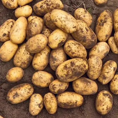 Uprawa ziemniaków od A do Z – sadzenie, nawożenie, zbiór - Marzec w ogrodzie - Plantet.pl