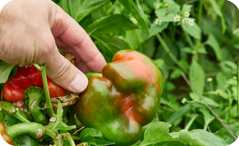 Uprawa papryki w ogrodzie. Kiedy sadzić, jak pielęgnować, kiedy zbierać? - Marzec w ogrodzie ...
