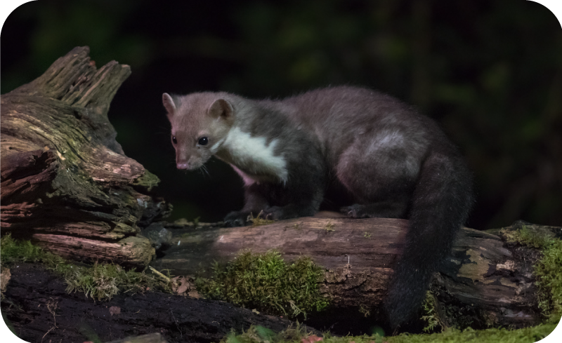 Jak pozbyć się kuny z ogrodu? 7 skutecznych sposobów, by ją odstraszyć - Kwiecień w ogrodzie ...